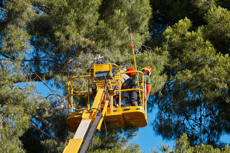 Tree Care - Heritage Tree Care