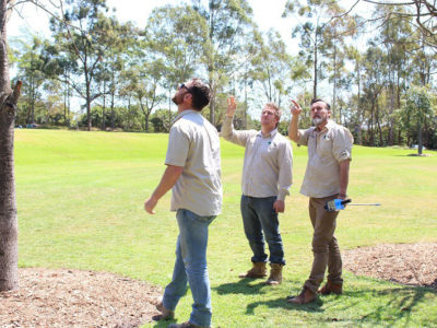 Brisbane S Leading Tree Care And Arboriculture Specialists Heritage