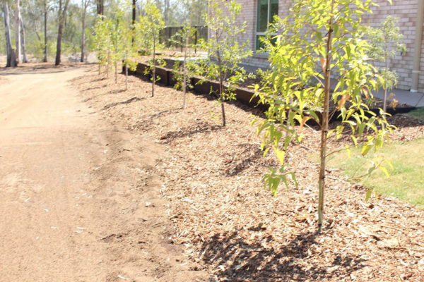 Planting - Heritage Tree Care