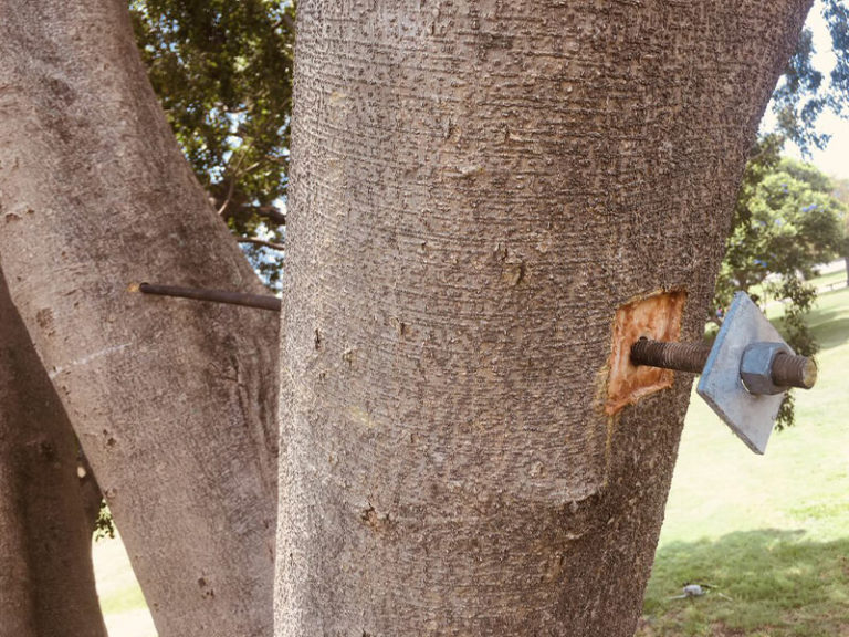 Tree Care - Heritage Tree Care