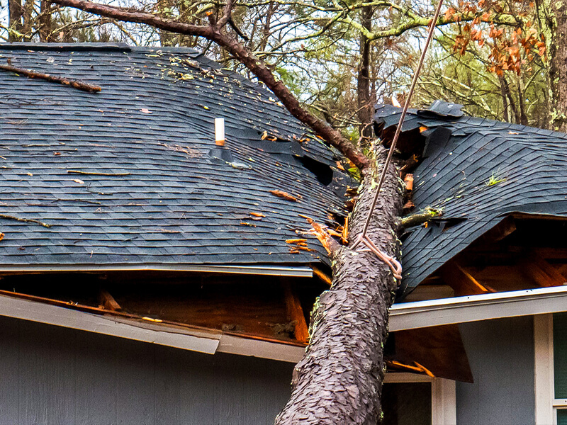 Tree removal after a storm – five things you need to know - Heritage ...