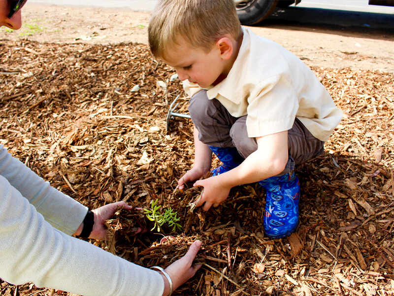 Planting - Heritage Tree Care