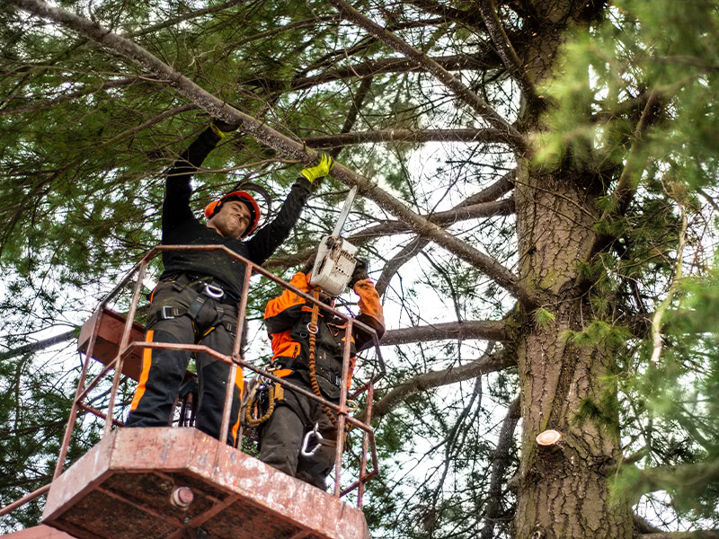 Tree Care services - Brisbane, Toowoomba, Gold coast & Toowoomba