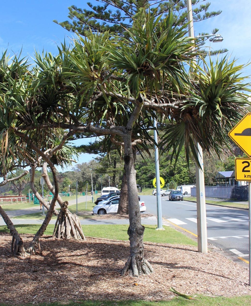 Pandanus Tectorius Palms - Heritage Tree Care