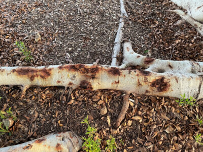 The deceptive disease, Phytophthora infecting Fig trees. - Heritage ...