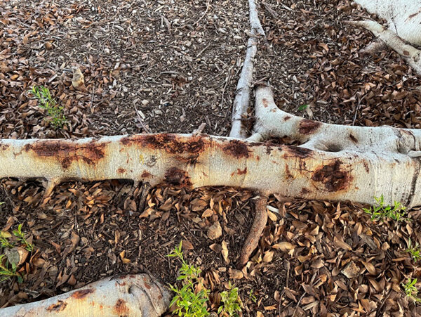 The deceptive disease, Phytophthora infecting Fig trees. - Heritage ...