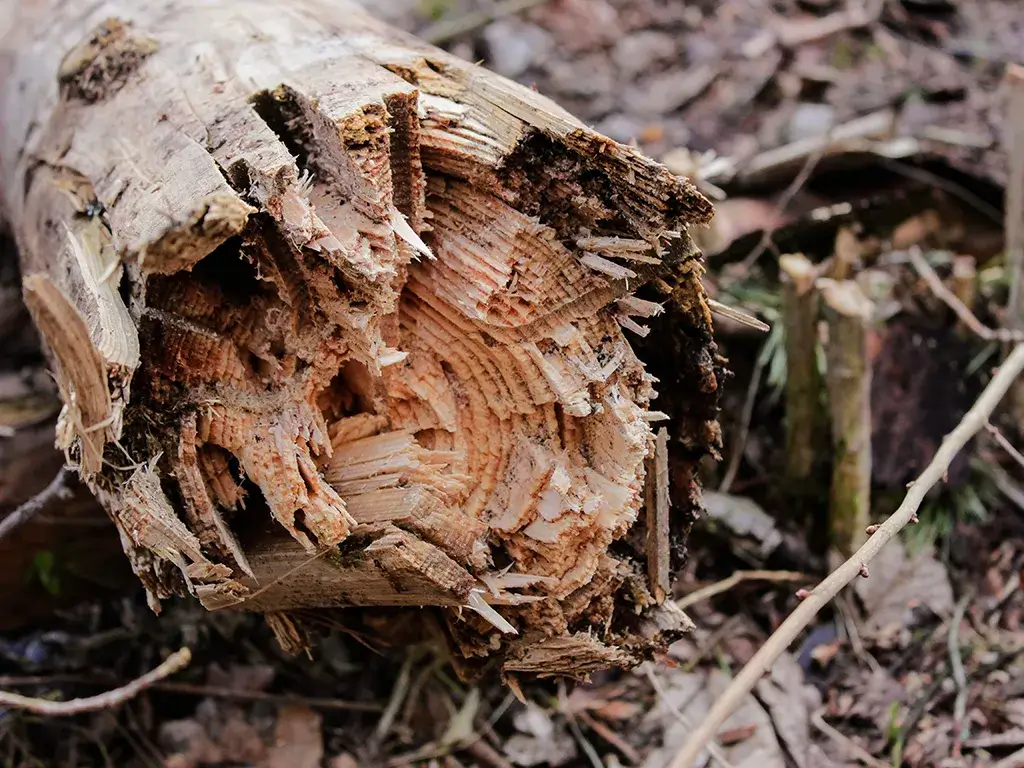 Eight ways to tell your tree is sick – and what to do about it ...