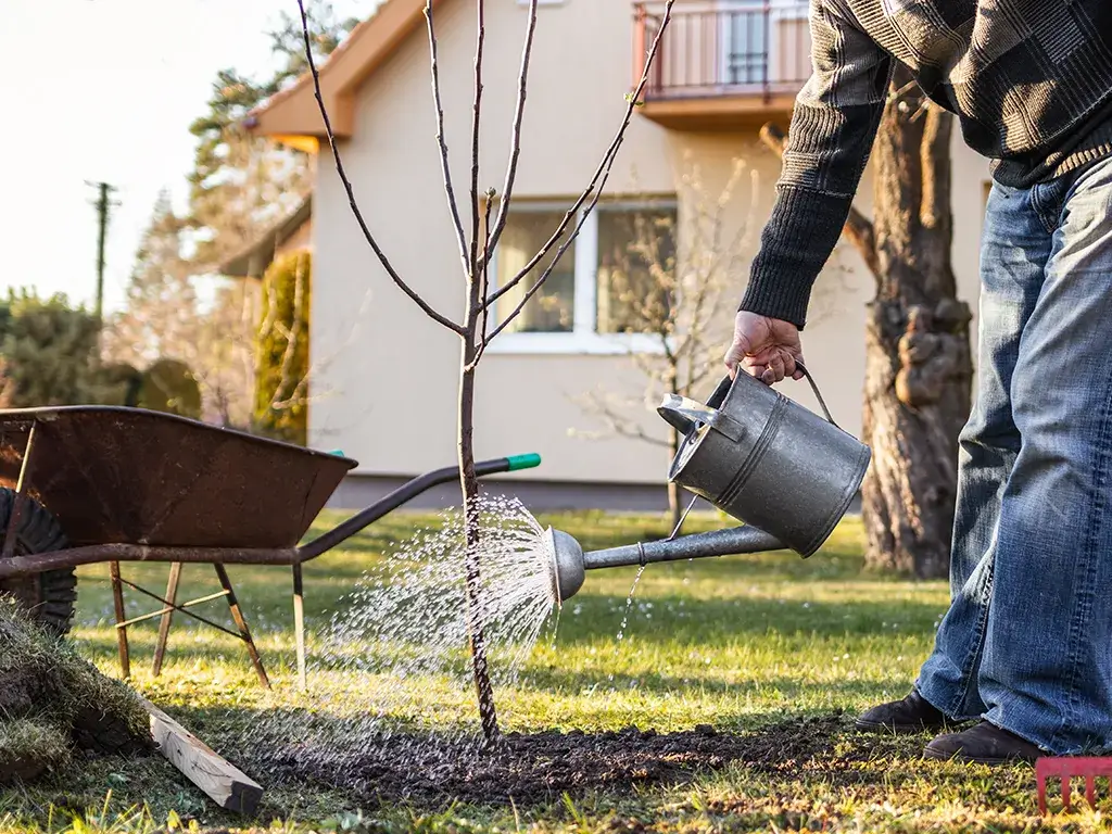 Four steps to excellent tree care (and four things to avoid) - Heritage ...