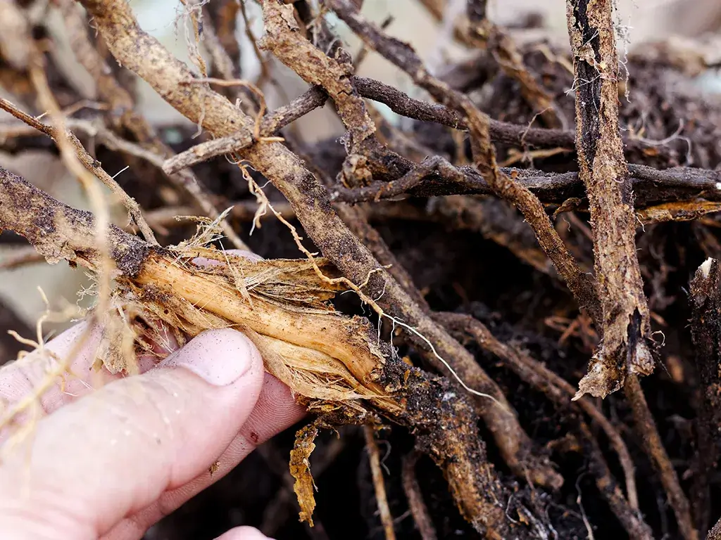 Phellinus noxious: Brown Root Rot - Heritage Tree Care