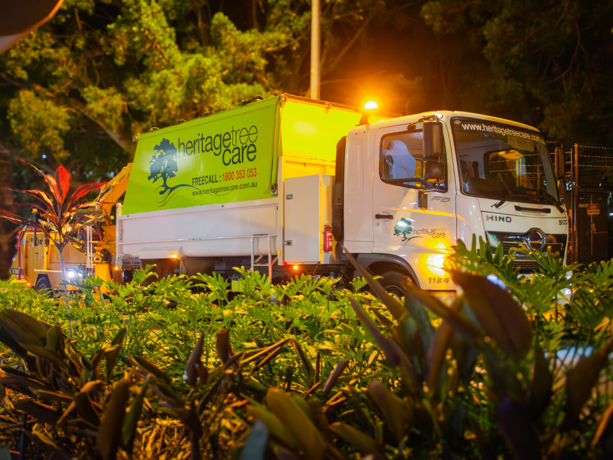Trees & Traffic: How Roadside Vegetation Is Maintained. - Heritage Tree ...